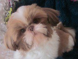 Personally Recommended Shih Tzu Puppy Breeders