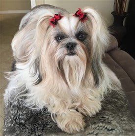 Shih Tzu Age Progression Photos