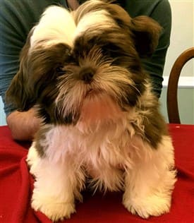 Shih Tzu Age Progression Photos