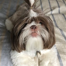 Shih Tzu Age Progression Photos