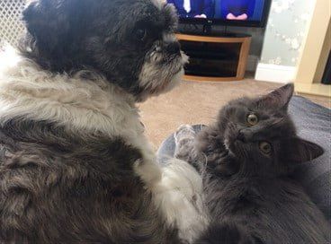 Shih Tzu and Cats | Creating a Happy Household