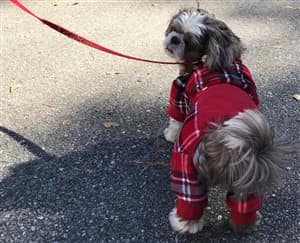 Clothing For Shih Tzu Puppies and Dogs