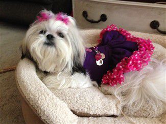 Clothing For Shih Tzu Puppies and Dogs