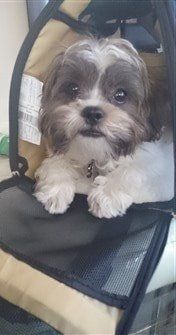 Shih Tzu Travel Topics