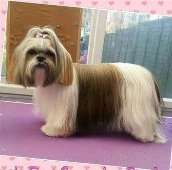 Adorable Shih Tzu Hair Styles