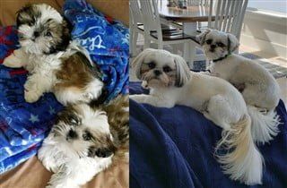 Shih Tzu Puppy Growth Chart