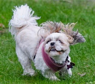 Shih Tzu Information Center | Exercise Requirements