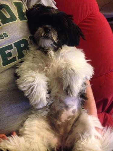 Shih Tzu Origin | Interesting History and Ancestry of the Breed