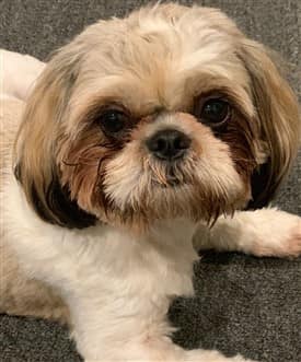 Shih Tzu Information Center | Color Explanation