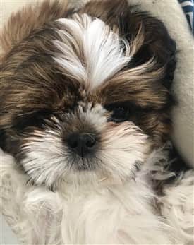 Shih Tzu Information Center | Color Explanation