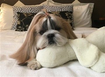 Tri Color Shih Tzu Dogs