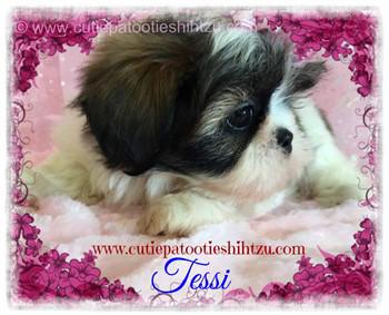 Tri Color Shih Tzu Dogs