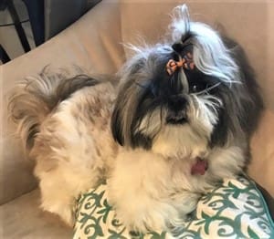 Shih Tzu Information Center | Color Explanation
