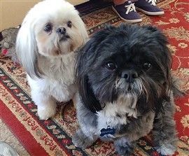 Having More than One Shih Tzu or a Shih Tzu and Another Dog Breed