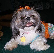 Tri Color Shih Tzu Dogs