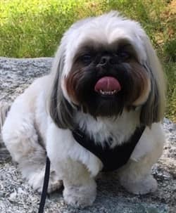 What Are Rare Shih Tzu Colors
