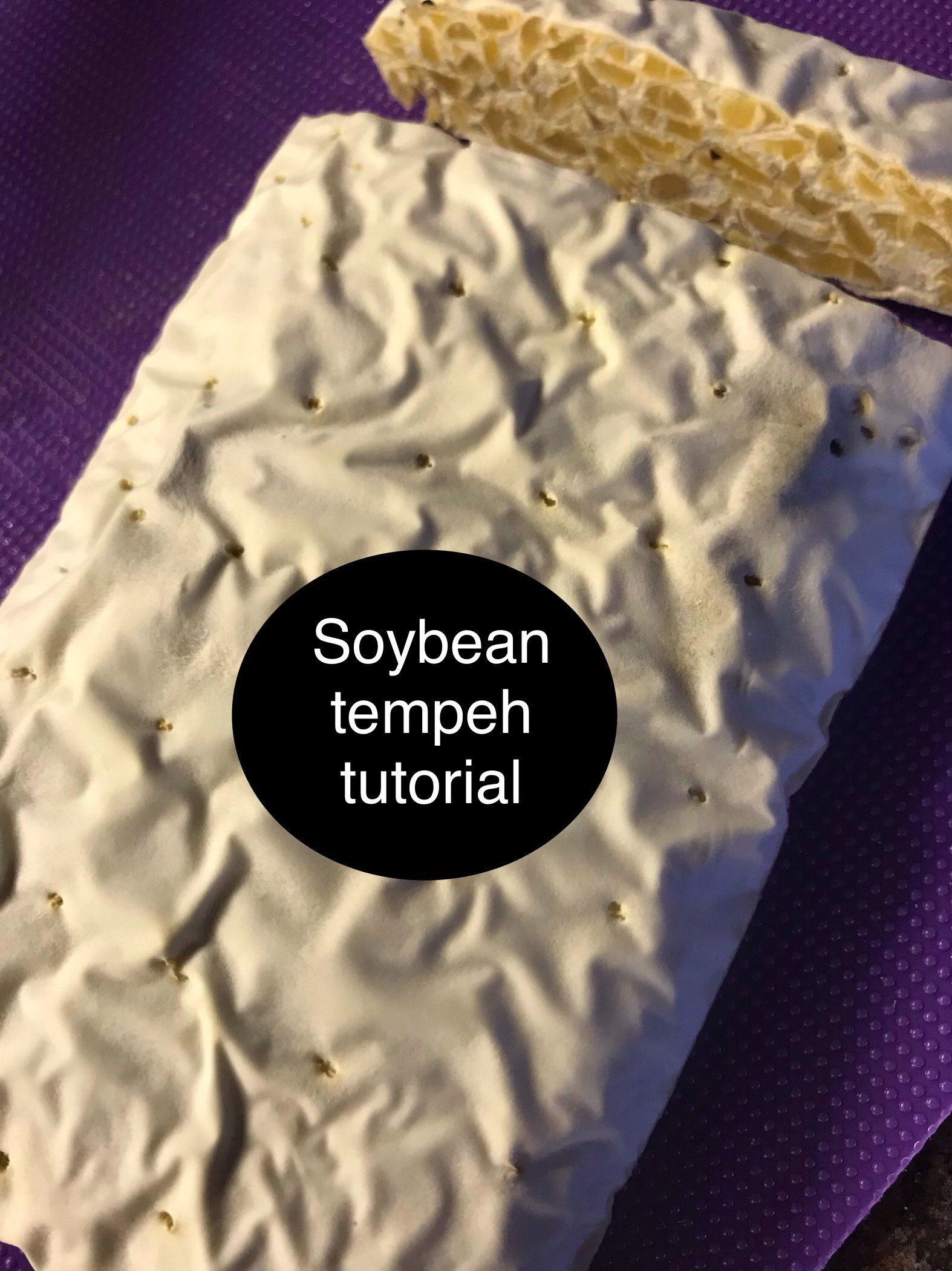 How to make tempeh with split soybeans - updated