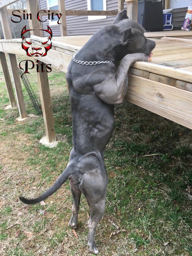 Blue Nose Pitbull Buff