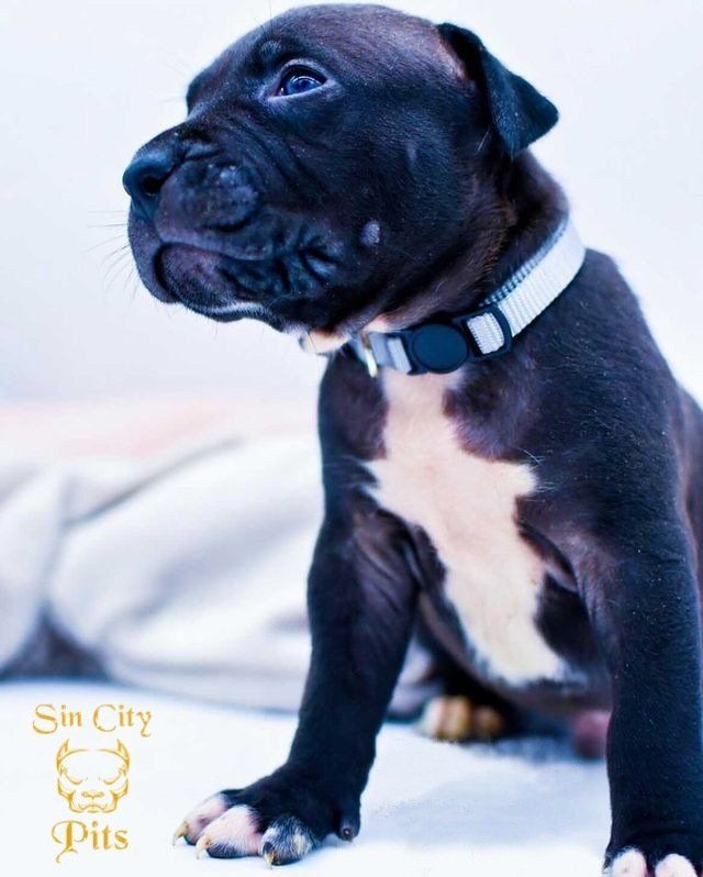 Males | Sin City Pits Las Vegas | XL Pitbull Breeders