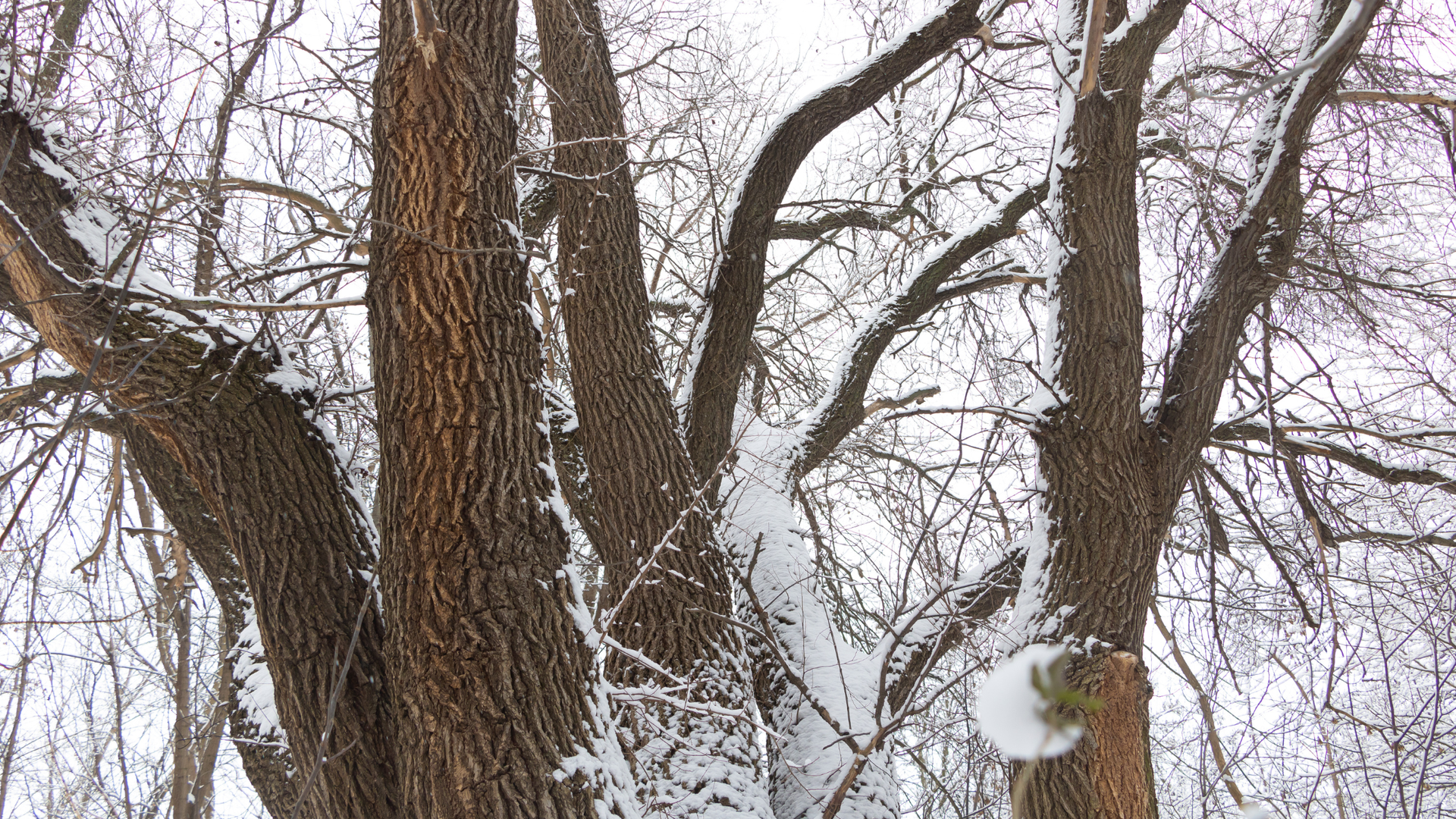 Why Winter Is the Best Time to Trim Oak and Elm Trees in Minnesota