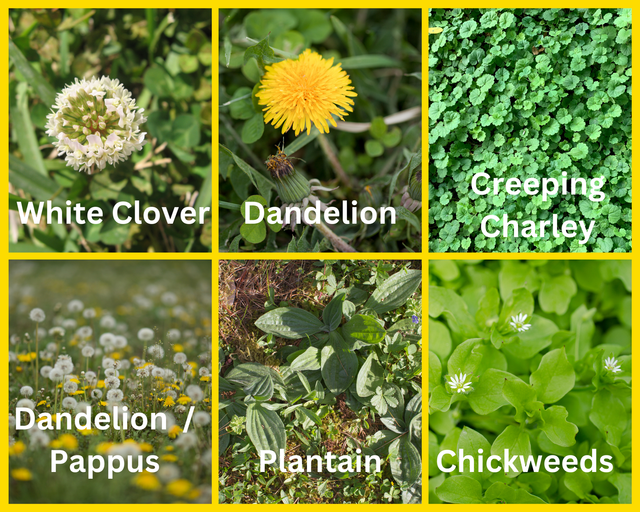 Identifying Weeds In Your Lawn Lawn Weeds Life Is A Garden