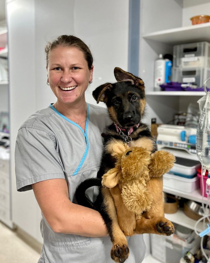 Pet Dentistry in Nambour | All Animal Veterinary Services