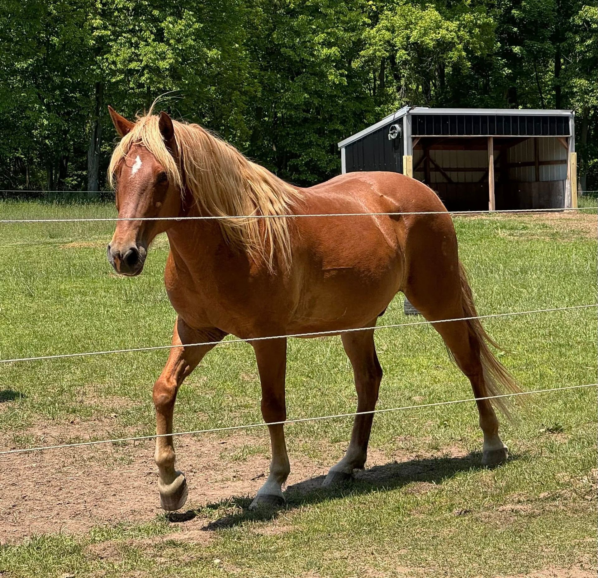 Our Adoptable Equines | Companion Horses
