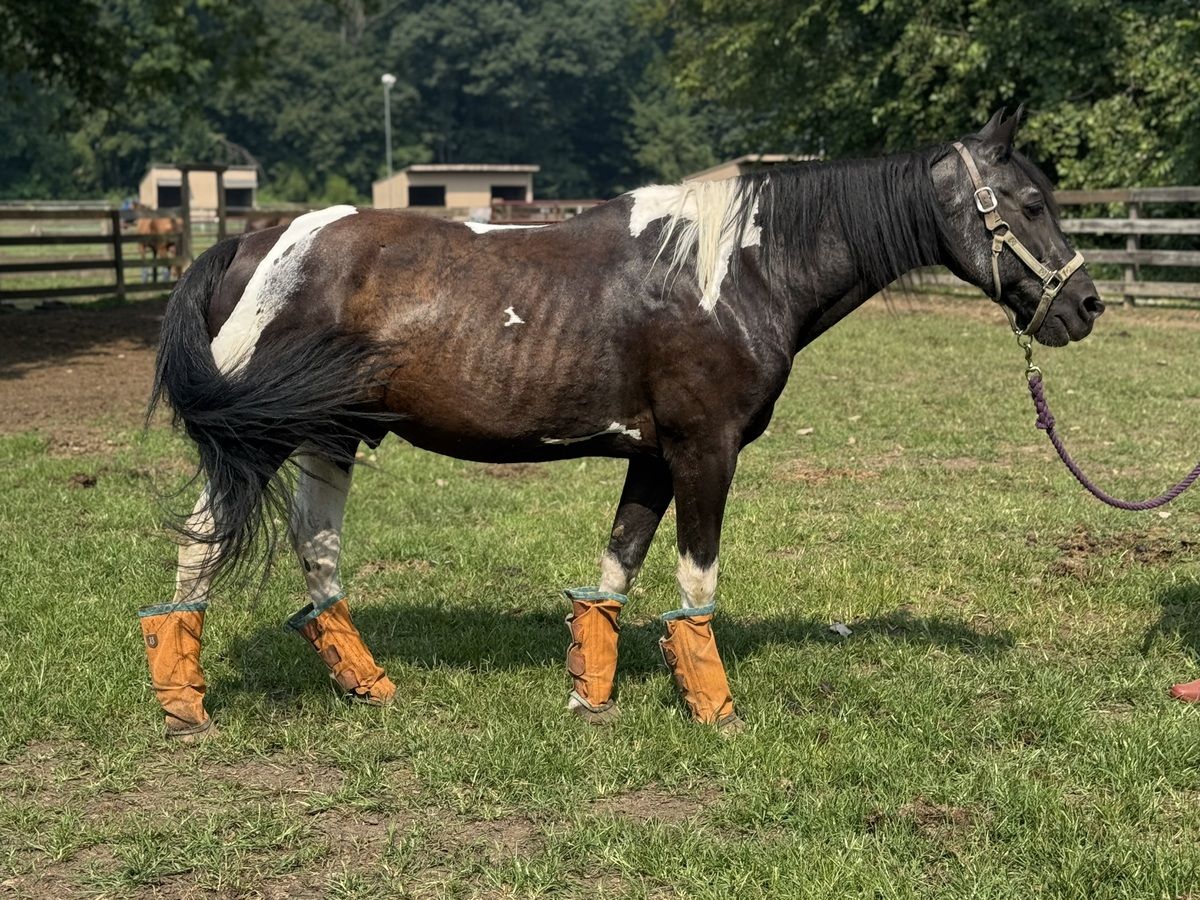 Our Adoptable Equines | Companion Horses