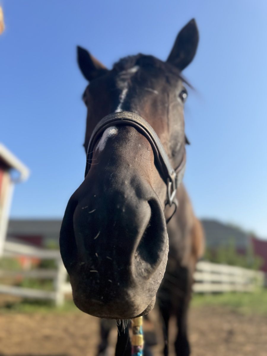 Our Adoptable Equines | Companion Horses