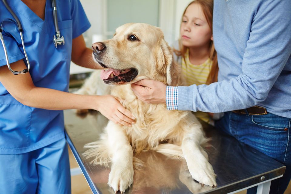 Veterinary Clinic | Beaver Dam, IL | Beaver Dam Veterinary Clinic