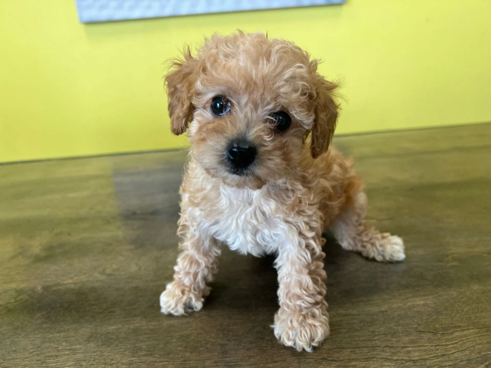 Poodle Puppies For Sale | Find Your Perfect Companion