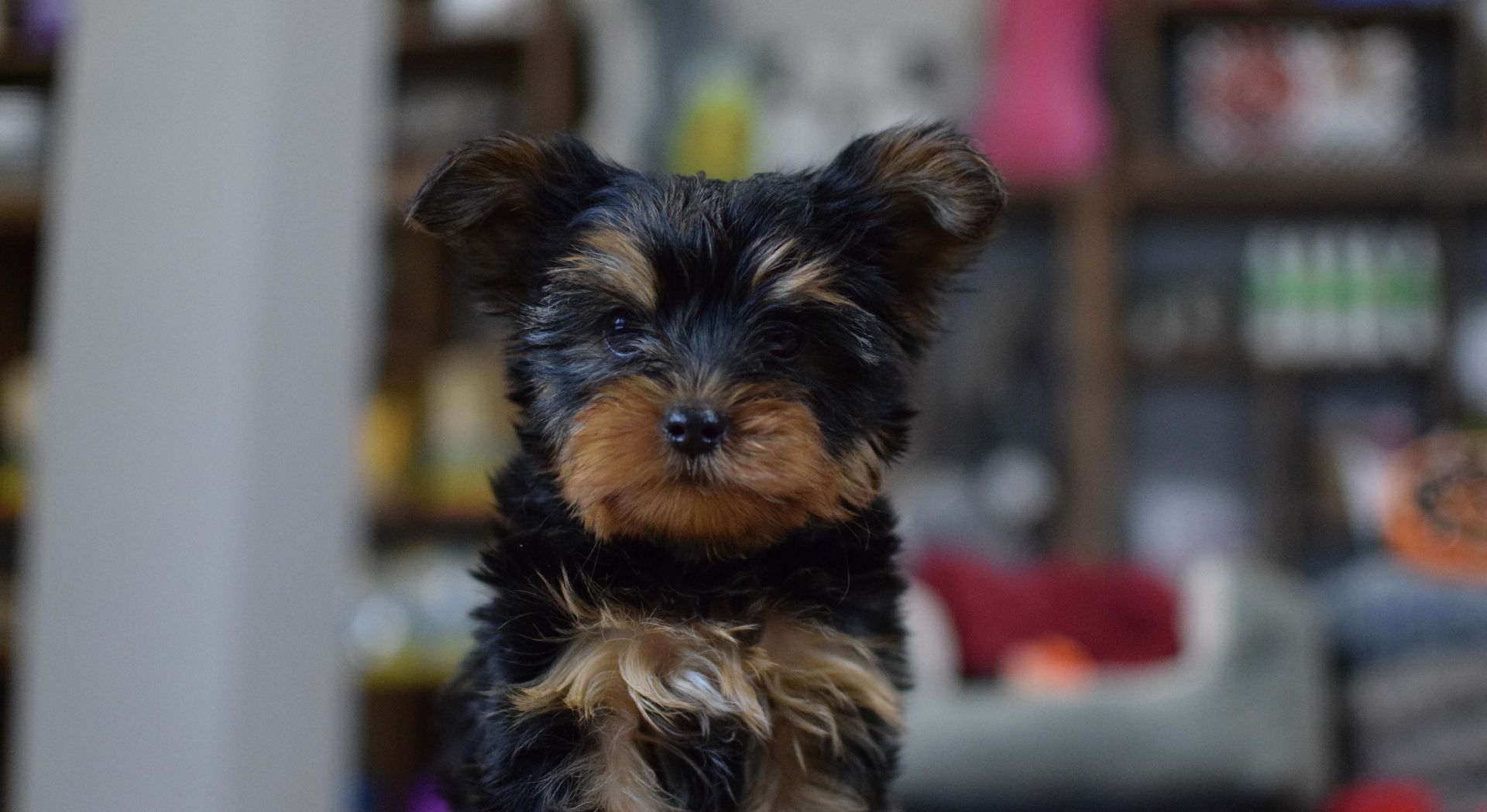 Yorkie Puppies For Sale In New York
