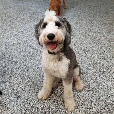 Dog Grooming Calgary | Pawsitively Pooched