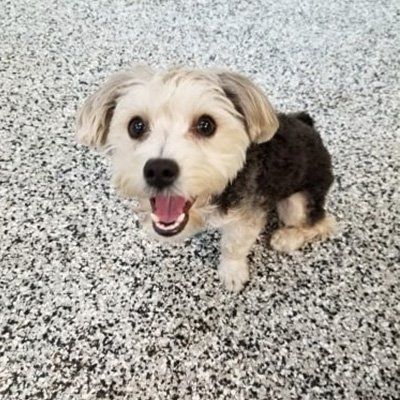 Dog Grooming Calgary | Pawsitively Pooched