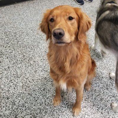 Dog Grooming Calgary | Pawsitively Pooched