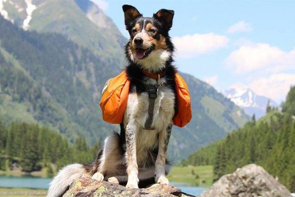 Calgary's Best Dog Daycare | Pawsitively Pooched