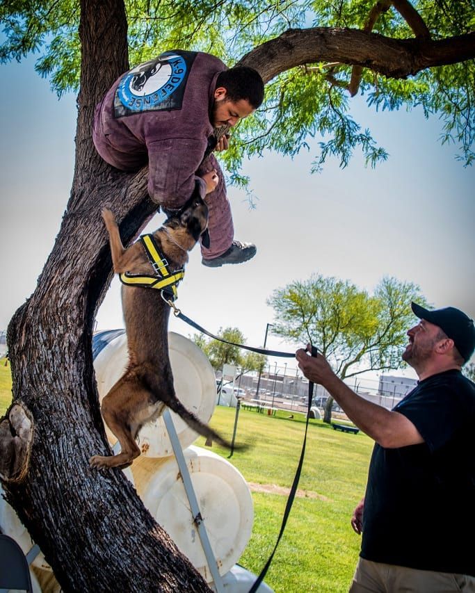 K9 Defense- Arizona's Top Dog Training Facility