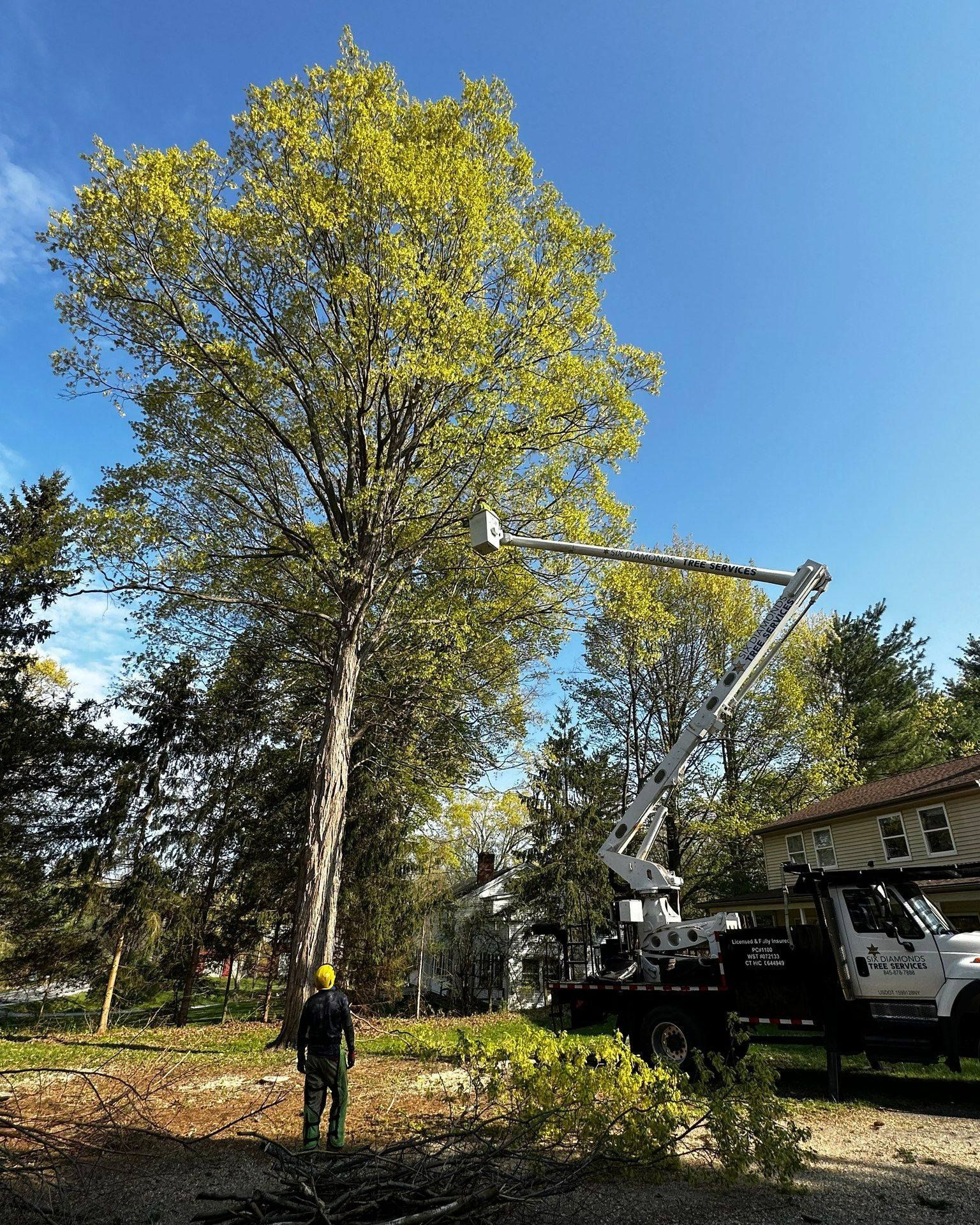 Why It's Best To Hire a Professional Tree Service Company To Remove ...