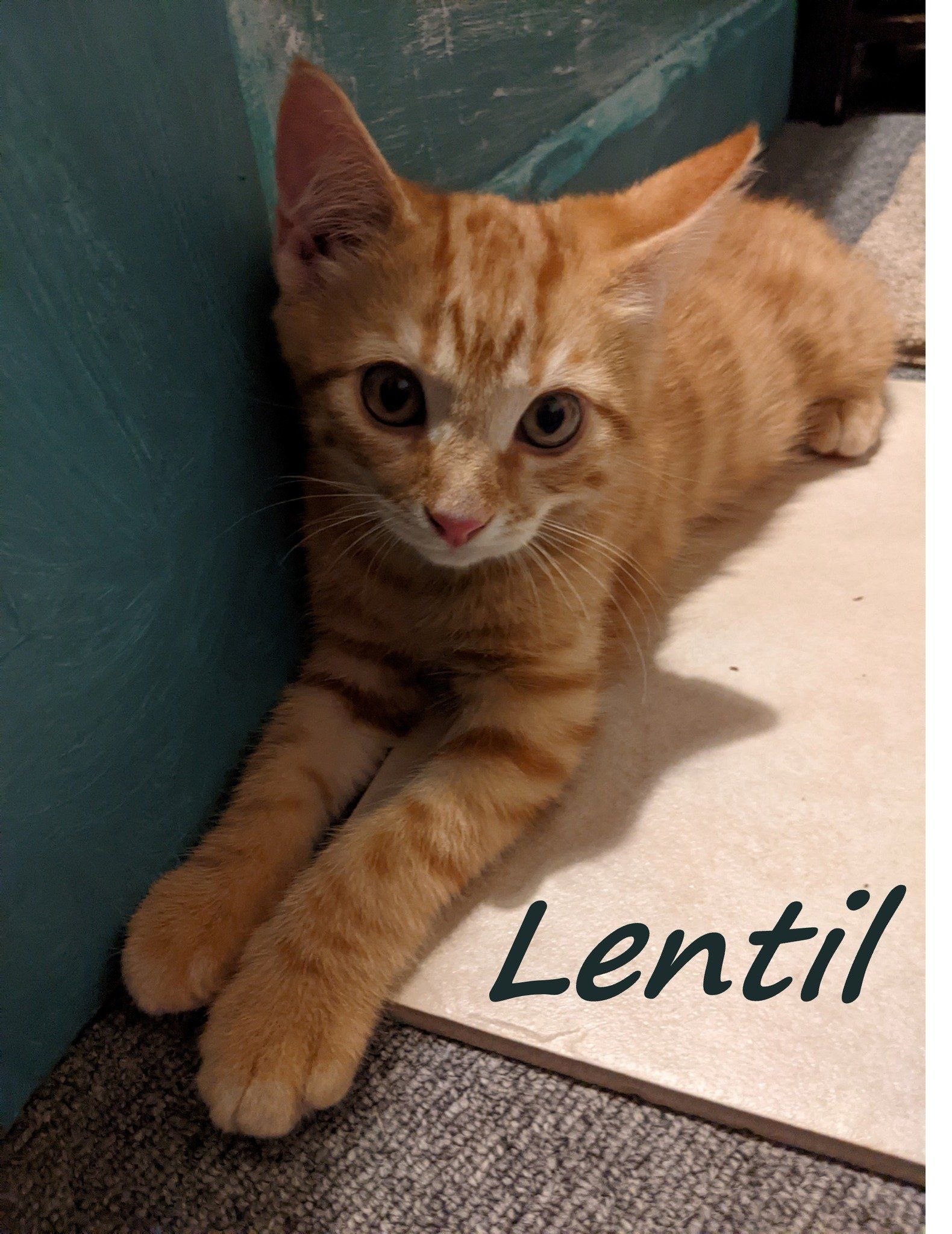 Animals For Adoption