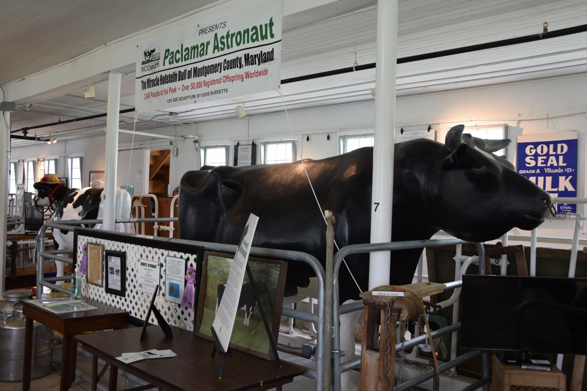 Virtual Tour Astronaut Prize Bull at King Barn Dairy Mooseum | Hertiage ...