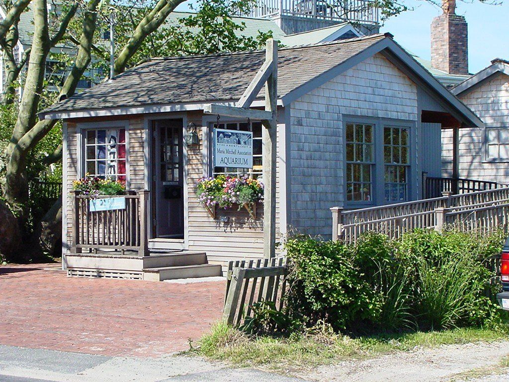 Nantucket Maria Mitchell Association to Host Annual Aquarium Release Day