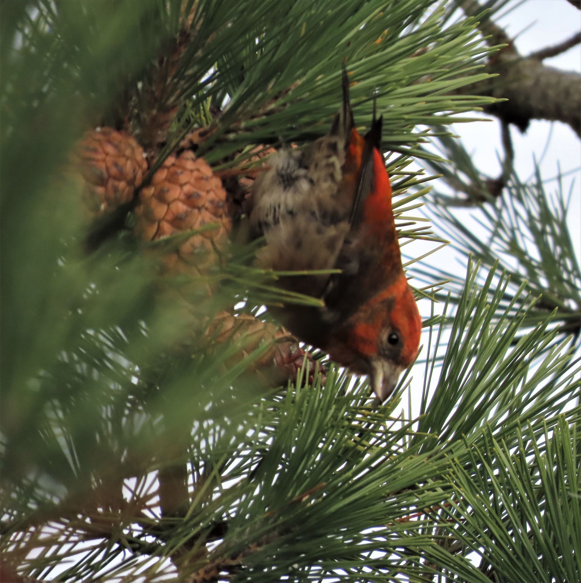The Red Crossbill