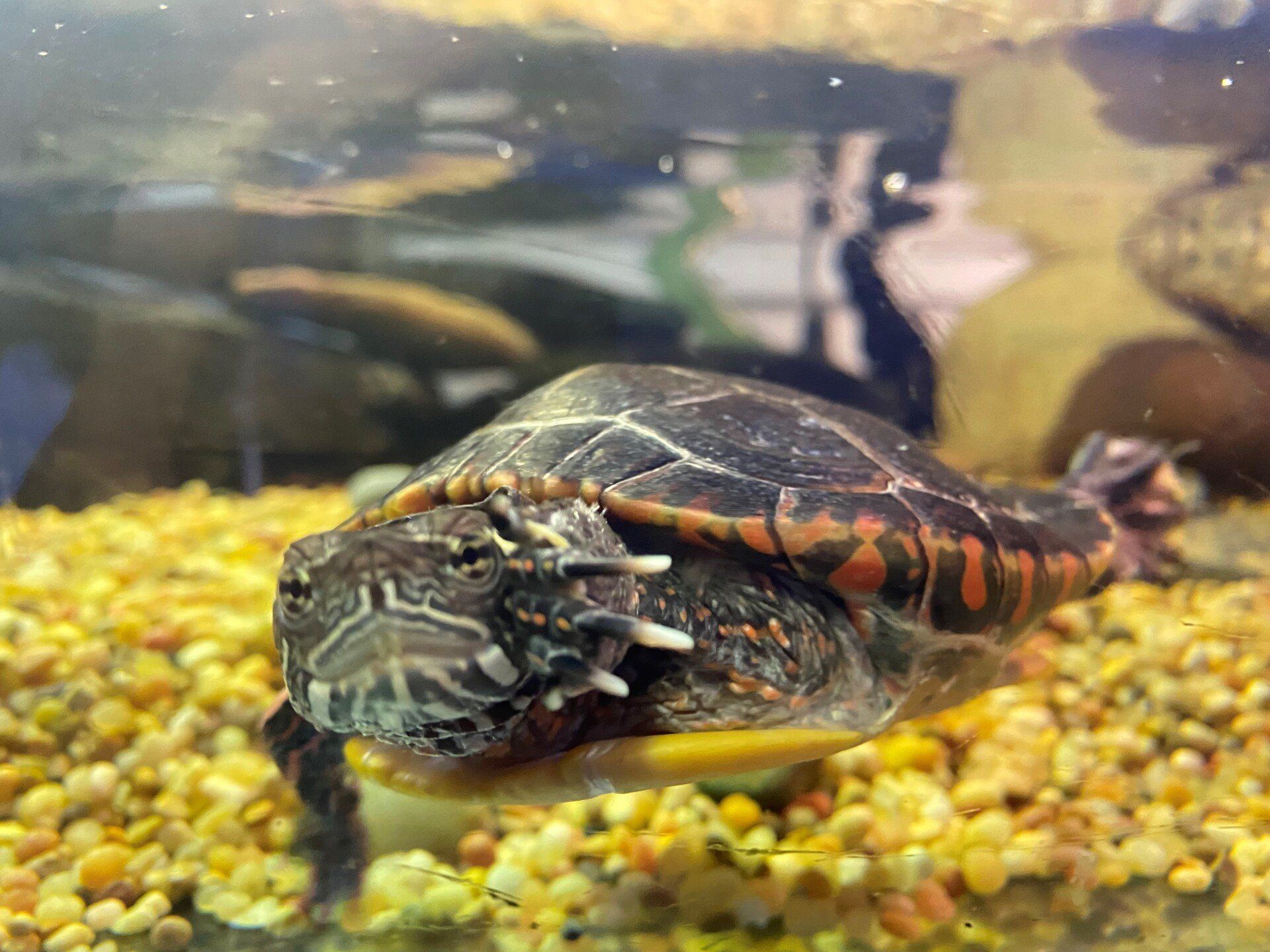 Programs for All | Maria Mitchell Association