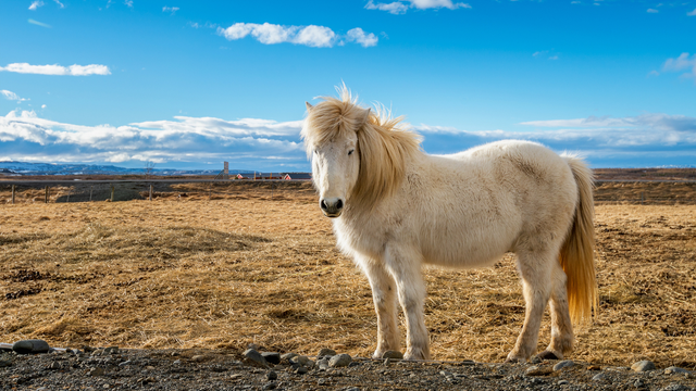 Icelandic Super Model Njord