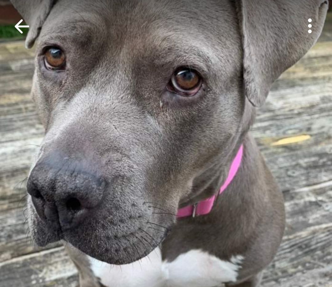 Critter Adoption | Critters & Company Pet Cent & Rescue | Whidbey Island WA