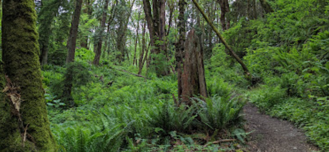 North Creek Forest
