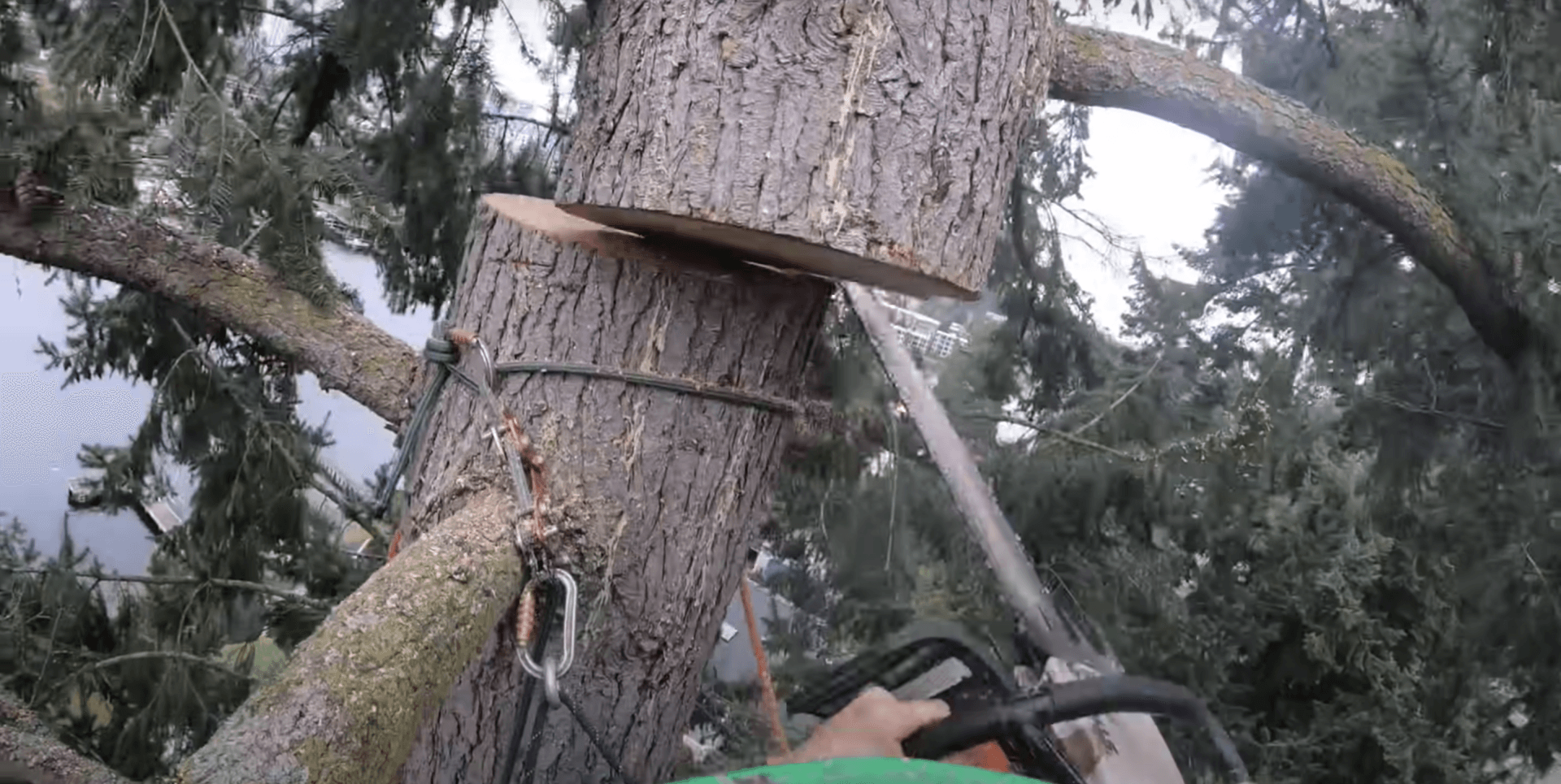 What is a tree care professional and what do they do?