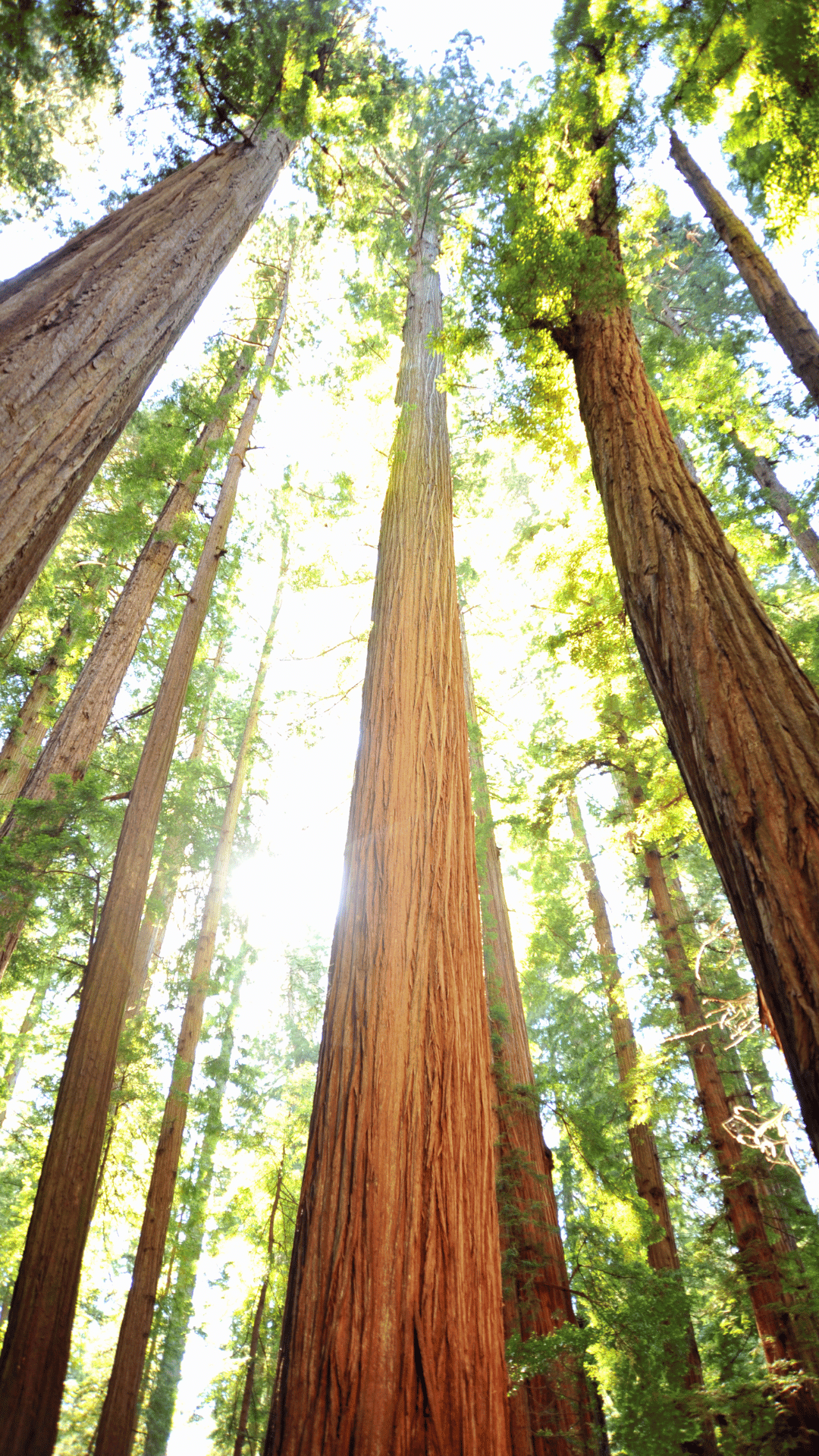 Tree Service in Everett, WA | STR Tree Service