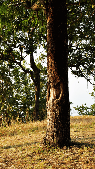 Tree Service in Everett, WA | STR Tree Service
