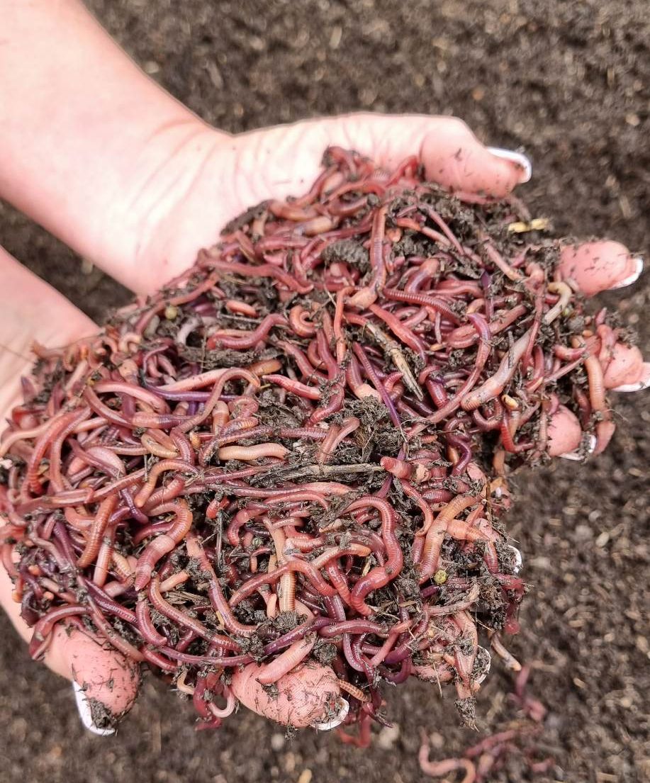 Compost Worm | Red Wigglers | Australian Worms